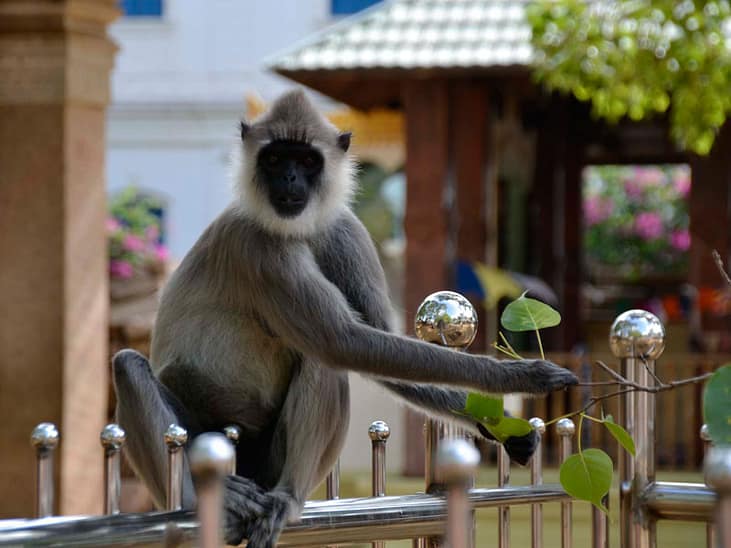 Home - Indie's Adventures